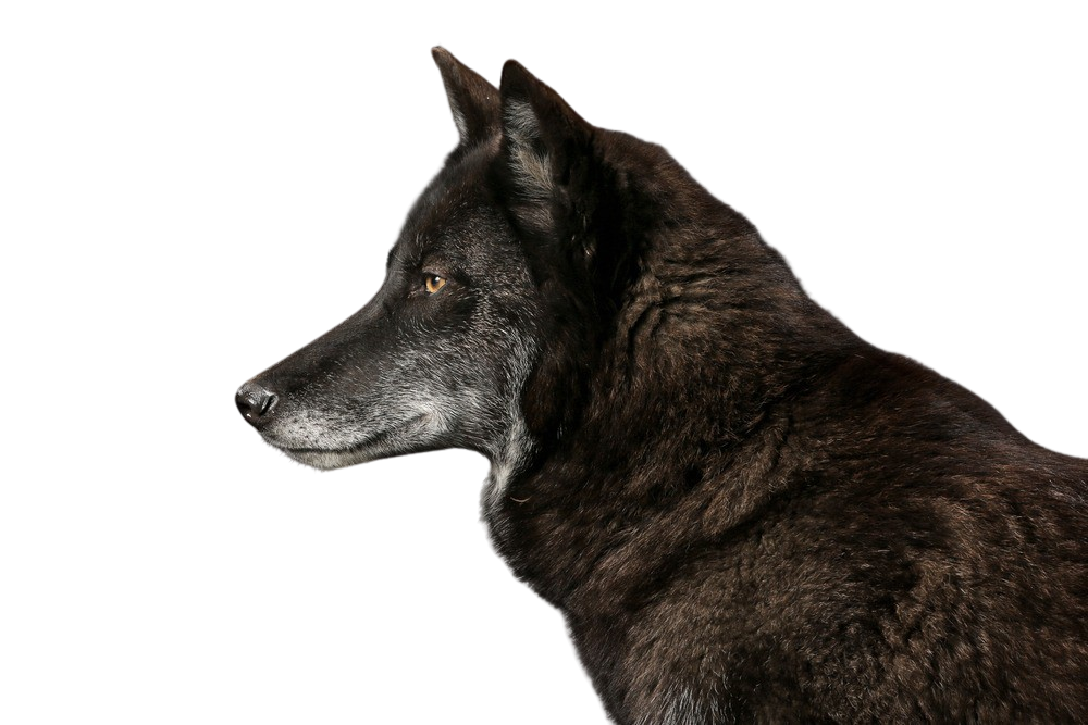 Timberwolf - Entdecke die Welt des Wilden - dogbible