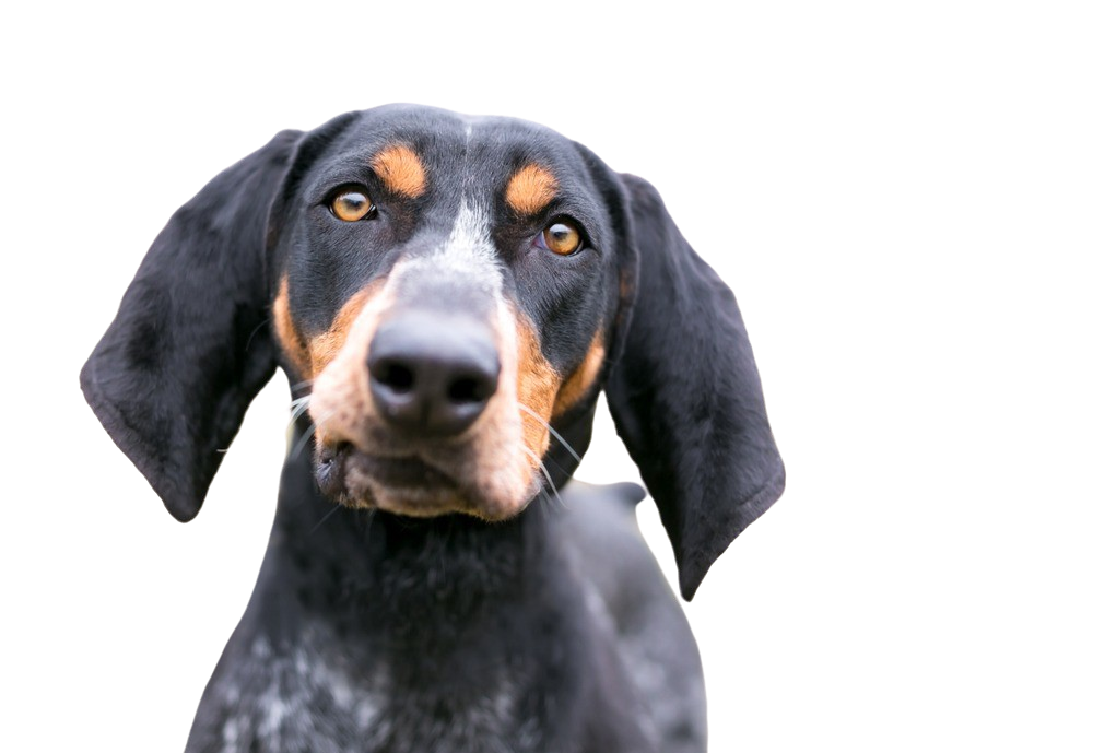 Bluetick Coonhound: Charakter & Haltung - Hunderasse Bilder - dogbible