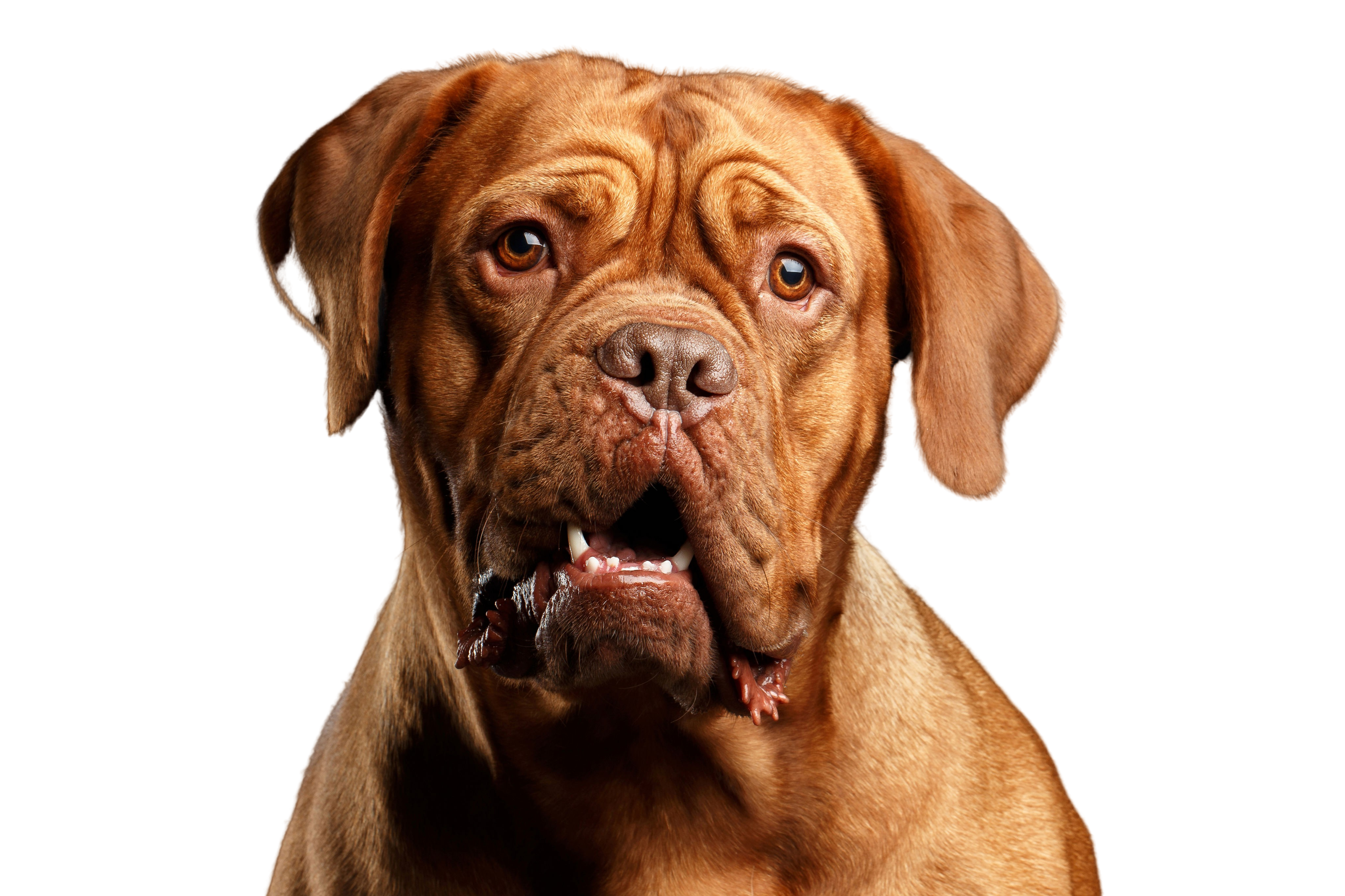 Bordeaux Dogge: Charakter & Haltung - Hunderasse Bilder - dogbible