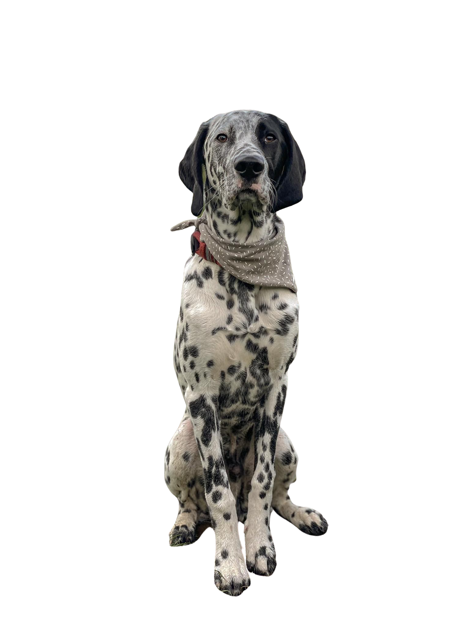 Dalmador: Charakter & Haltung - Hunderasse Bilder - dogbible