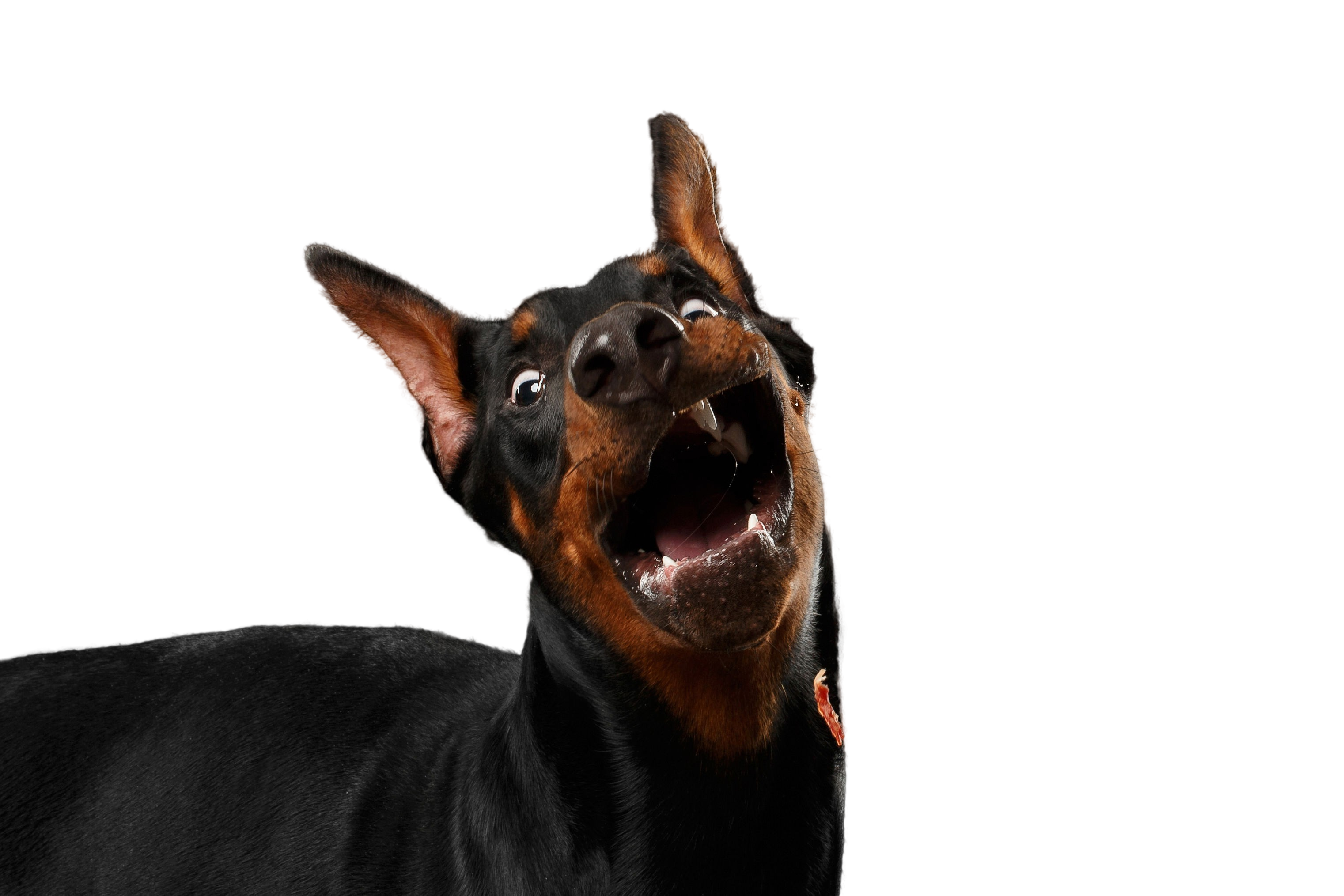 Dobermann: Charakter & Haltung - Hunderasse Bilder - dogbible