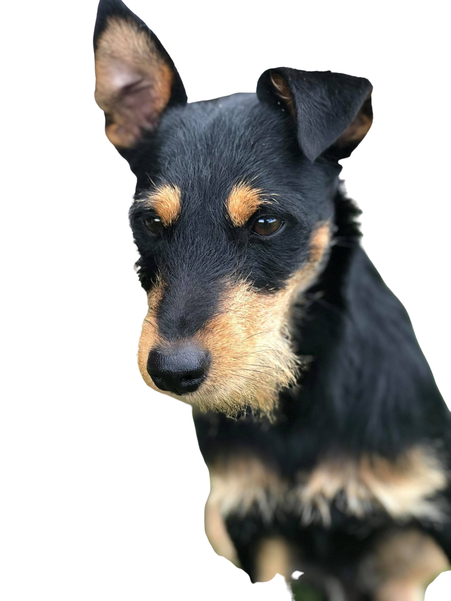 Minnie Jack: Charakter & Haltung - Hunderasse Bilder - dogbible