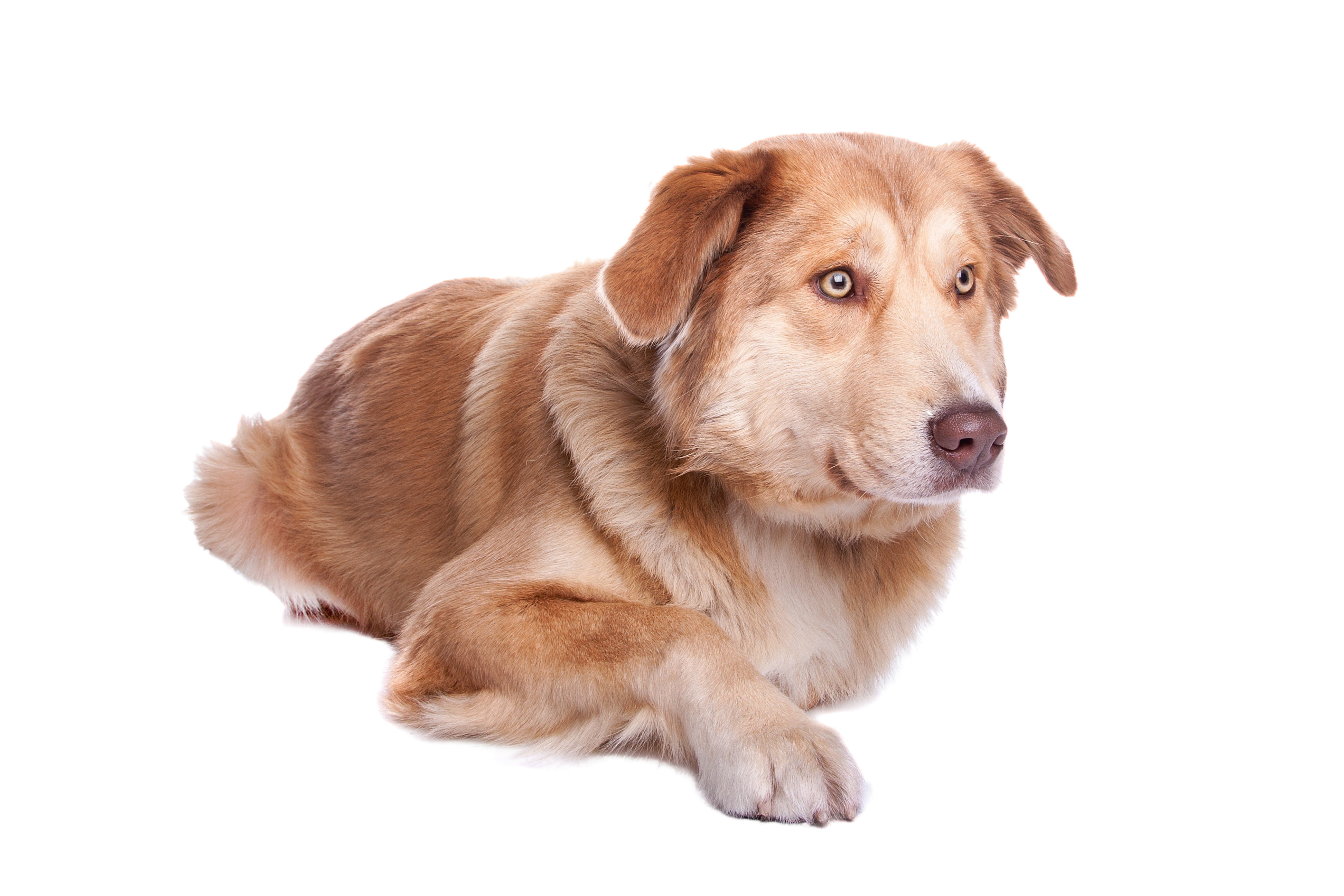 Aidi: Character & Ownership - Dog Breed Pictures - dogbible