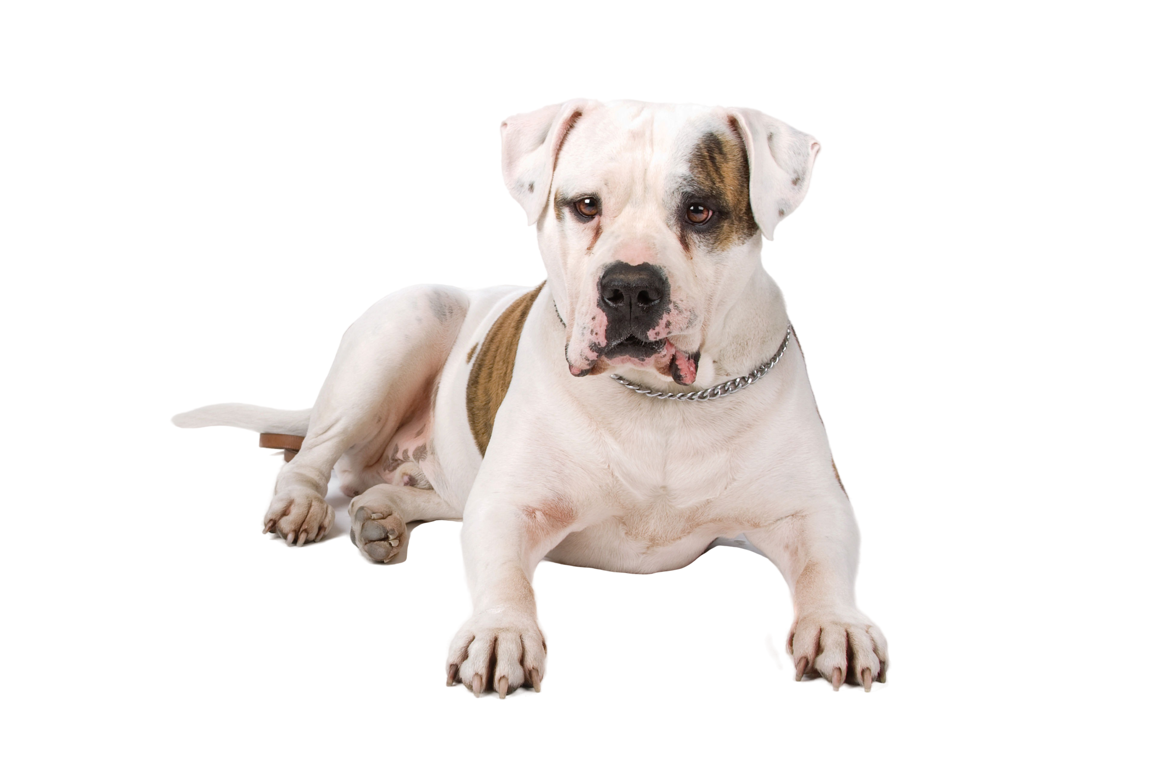 American Bulldog: Character & Ownership - Dog Breed Pictures - dogbible