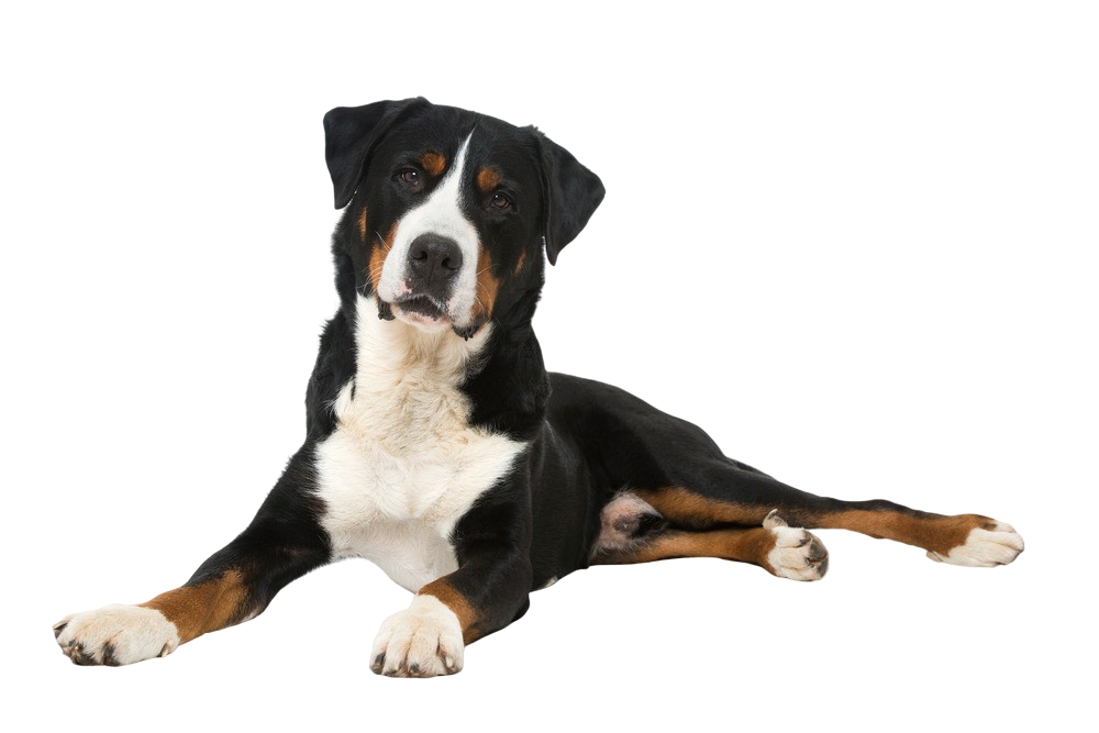 Appenzell Mountain Dog: Character & Ownership - Dog Breed Pictures ...