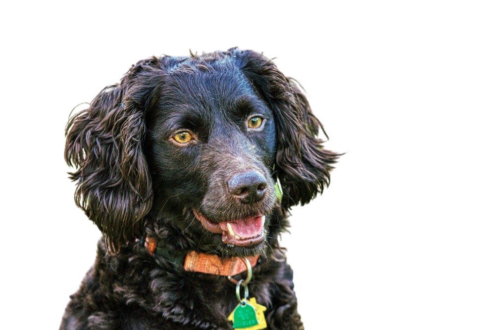 Boykin spaniel: Character & Ownership - Dog Breed Pictures - dogbible
