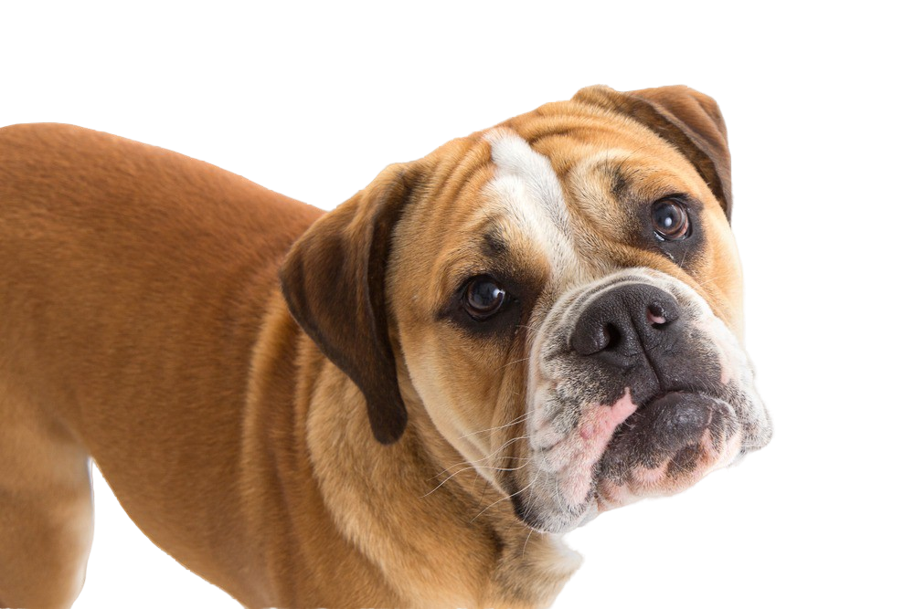 Buggle: Character & Ownership - Dog Breed Pictures - dogbible