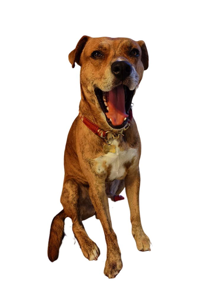 Bullboxer Staff: Character & Ownership - Dog Breed Pictures - dogbible