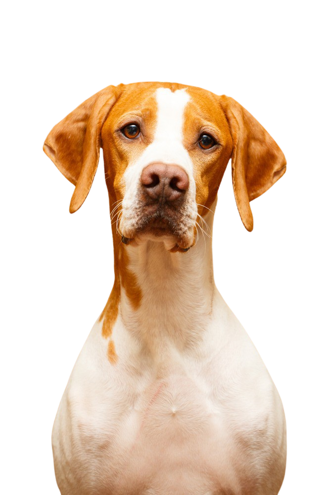 English pointer: Character & Ownership - Dog Breed Pictures - dogbible