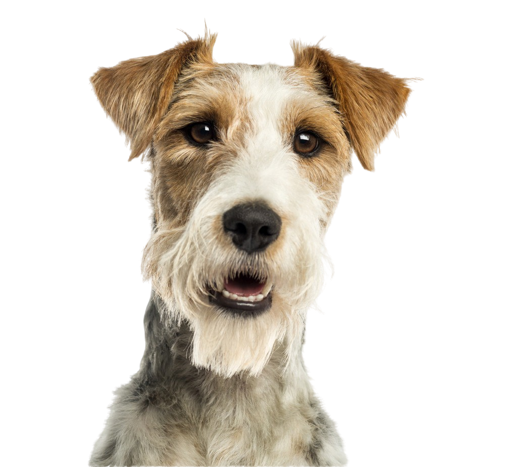 Fox Terrier: Character & Ownership - Dog Breed Pictures - dogbible