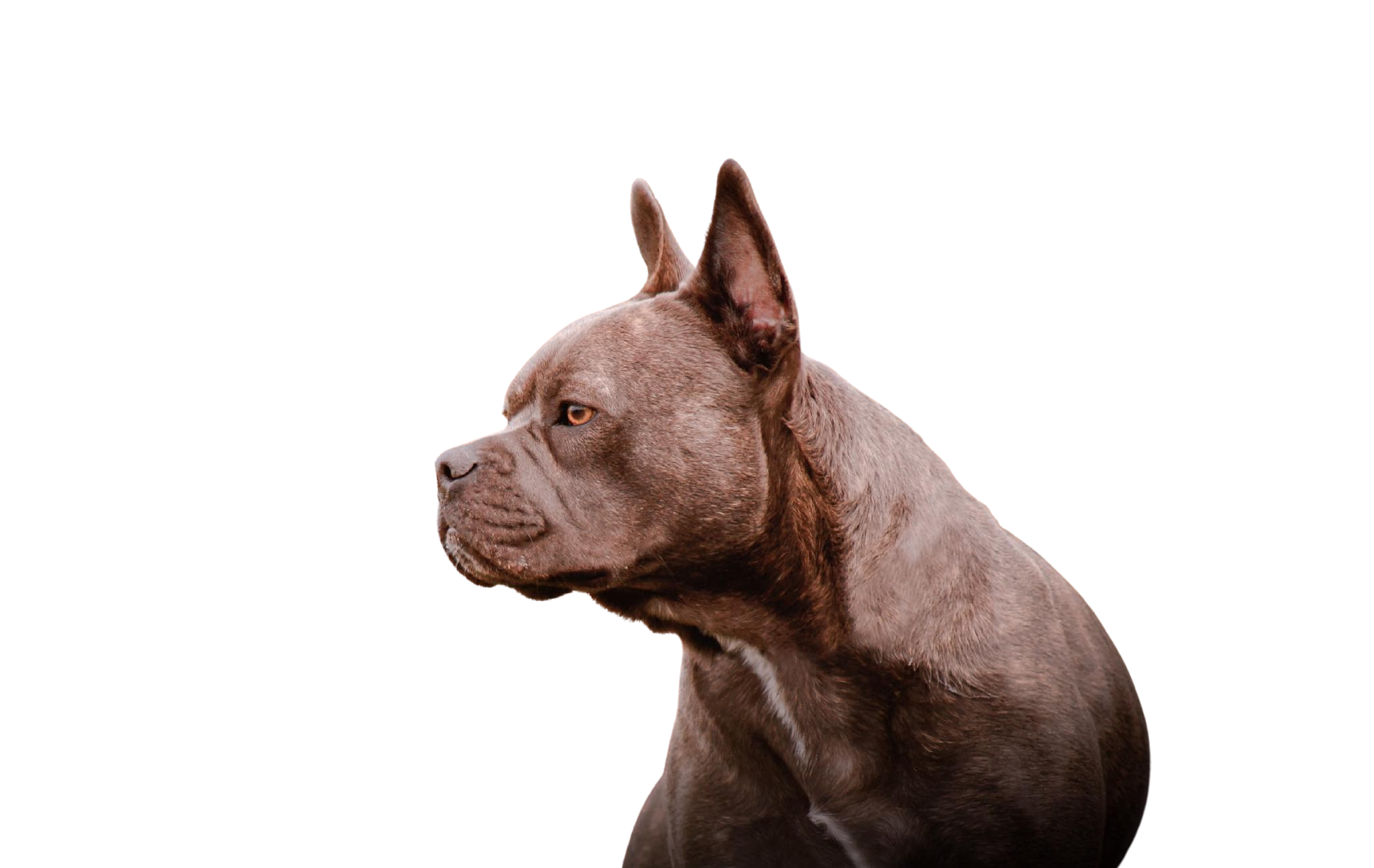 Frenchie Staff: Character & Ownership - Dog Breed Pictures - dogbible