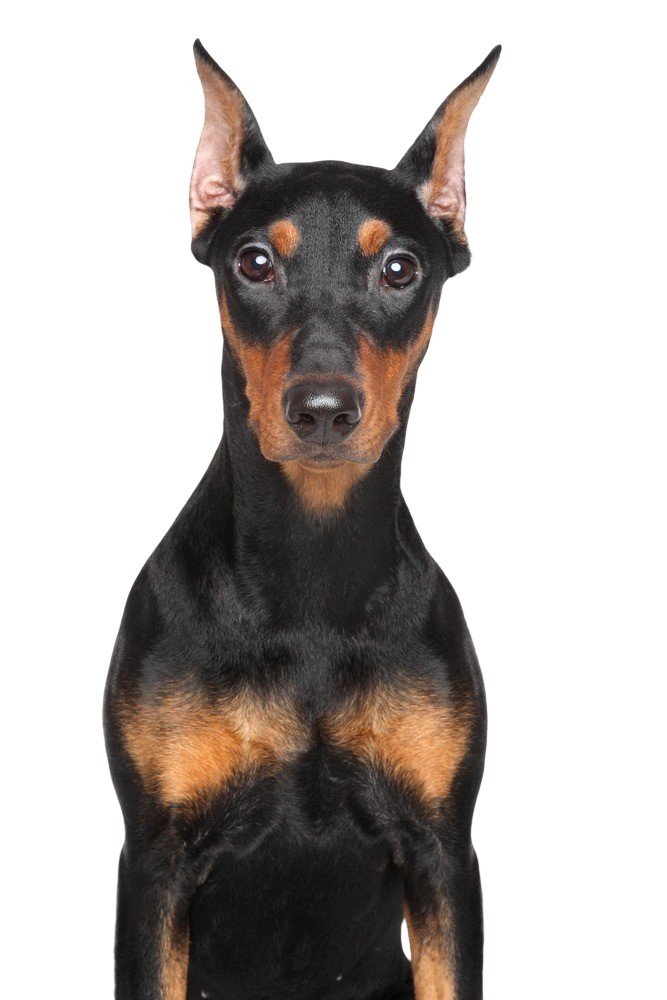 German Pinscher: Character & Ownership - Dog Breed Pictures - dogbible