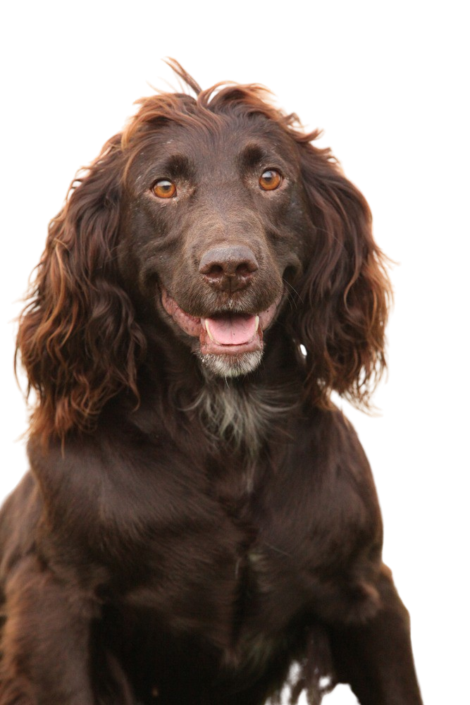 German Spaniel: Character & Ownership - Dog Breed Pictures - dogbible