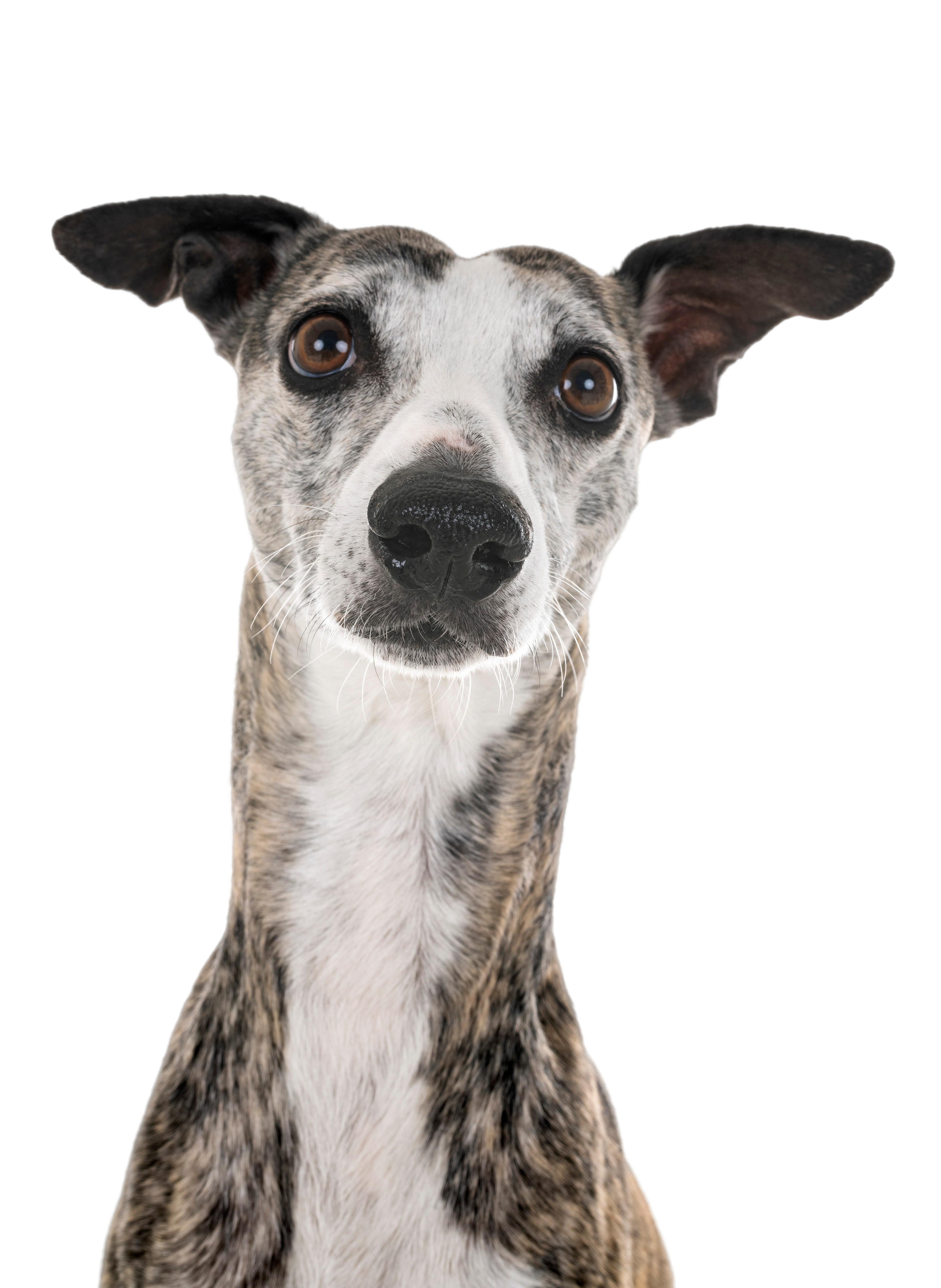 Greyhound: Character & Ownership - Dog Breed Pictures - dogbible
