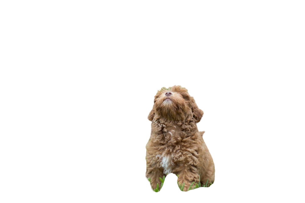 Havapoo: Character & Ownership - Dog Breed Pictures - dogbible