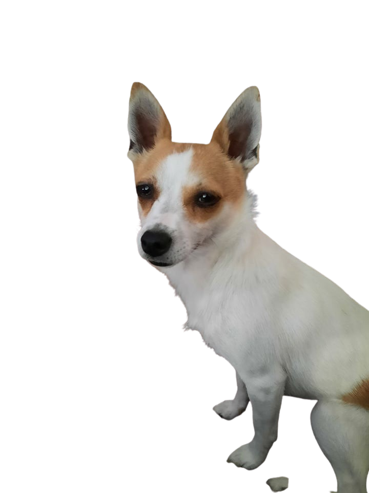 Jack Chi: Character & Ownership - Dog Breed Pictures - dogbible