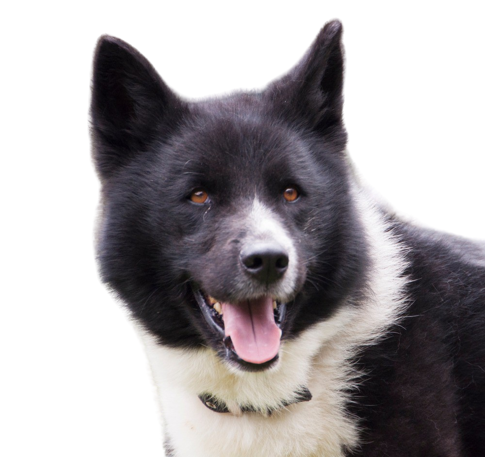 Karelian bear dog: Character & Ownership - Dog Breed Pictures - dogbible