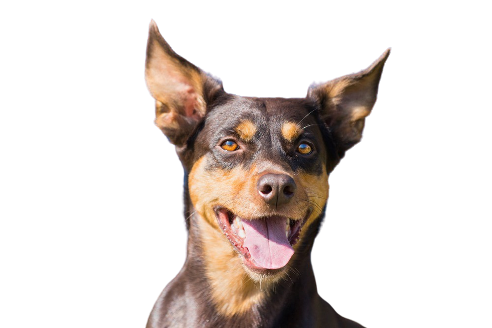Kelpie: Character & Ownership - Dog Breed Pictures - dogbible