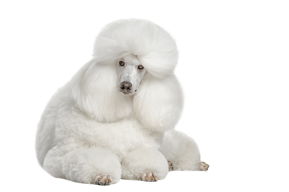 Royal Poodle: Character & Ownership - Dog Breed Pictures - dogbible