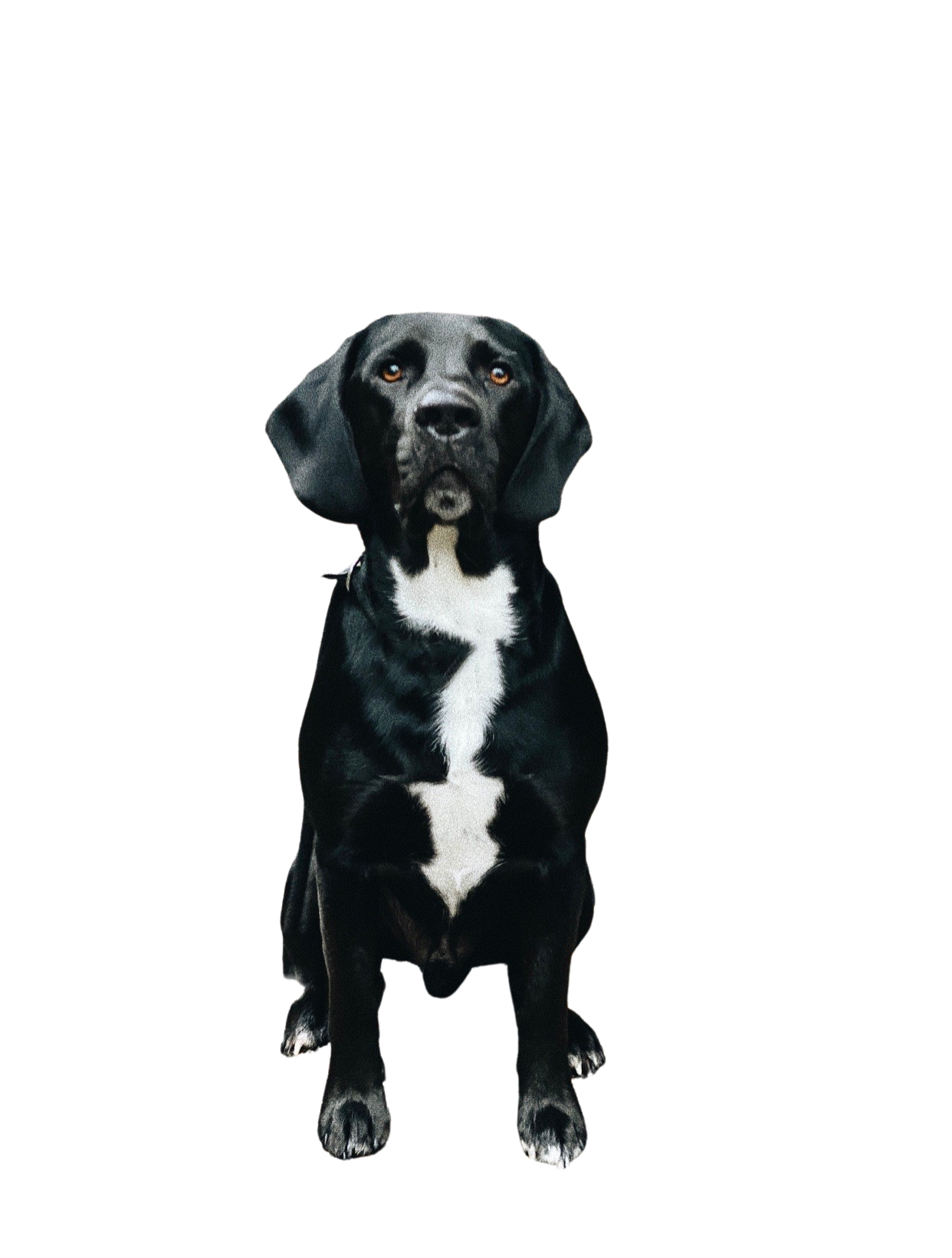 Labbe: Character & Ownership - Dog Breed Pictures - dogbible