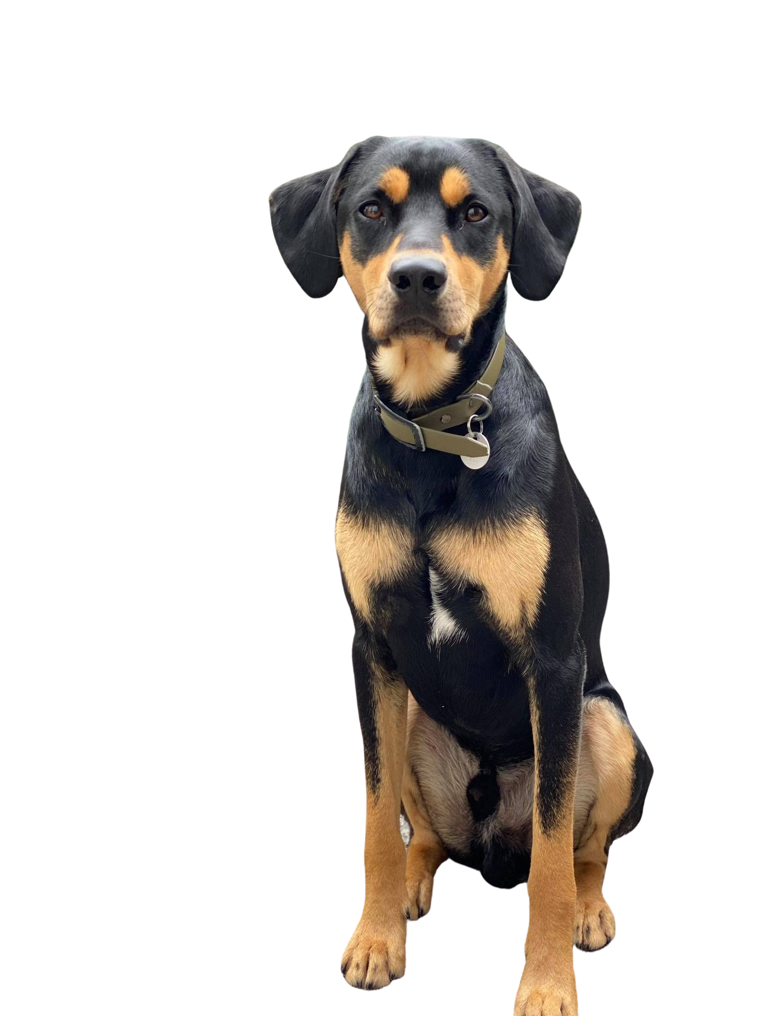 Labralas: Character & Ownership - Dog Breed Pictures - dogbible