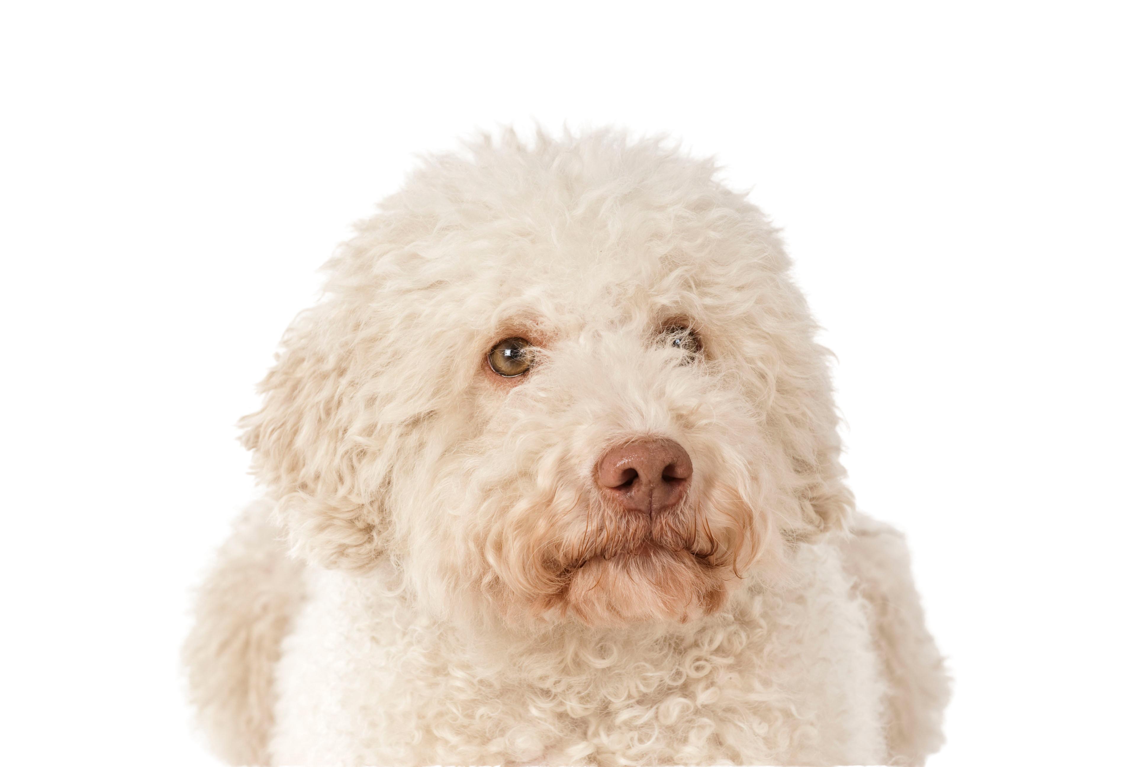 Lagotto Romagnolo: Character & Ownership - Dog Breed Pictures - dogbible