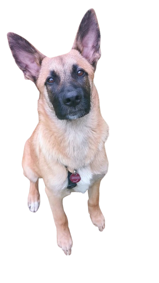 Mali-dutchie: Character & Ownership - Dog Breed Pictures - dogbible