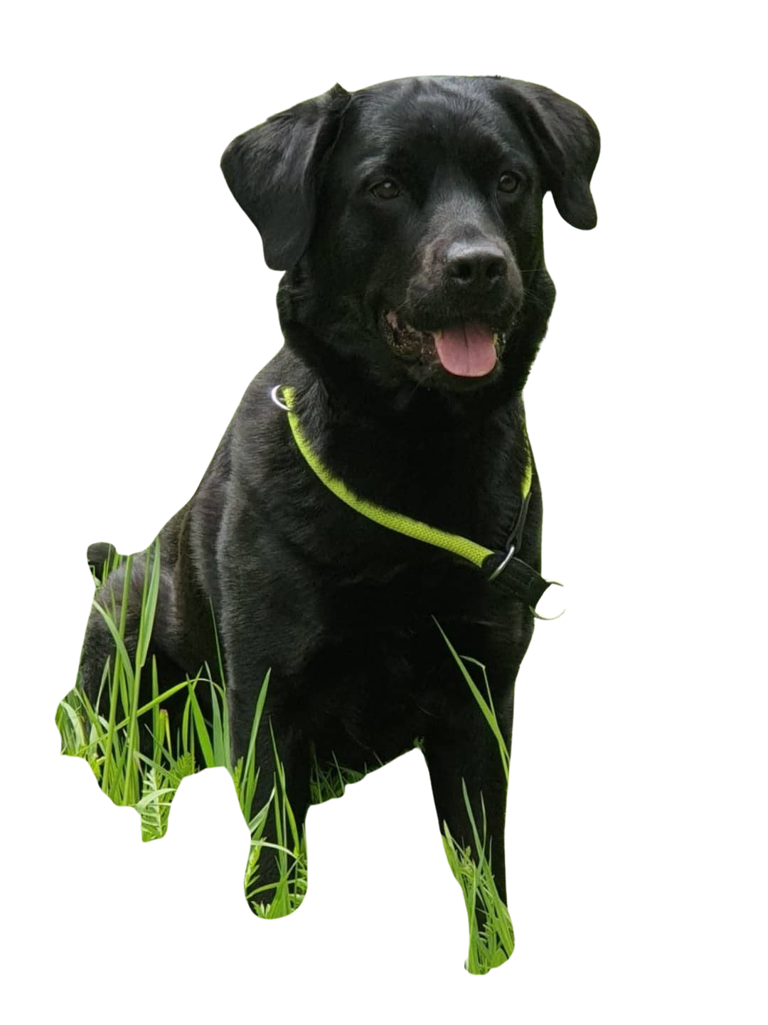 New Rottland: Character & Ownership - Dog Breed Pictures - dogbible