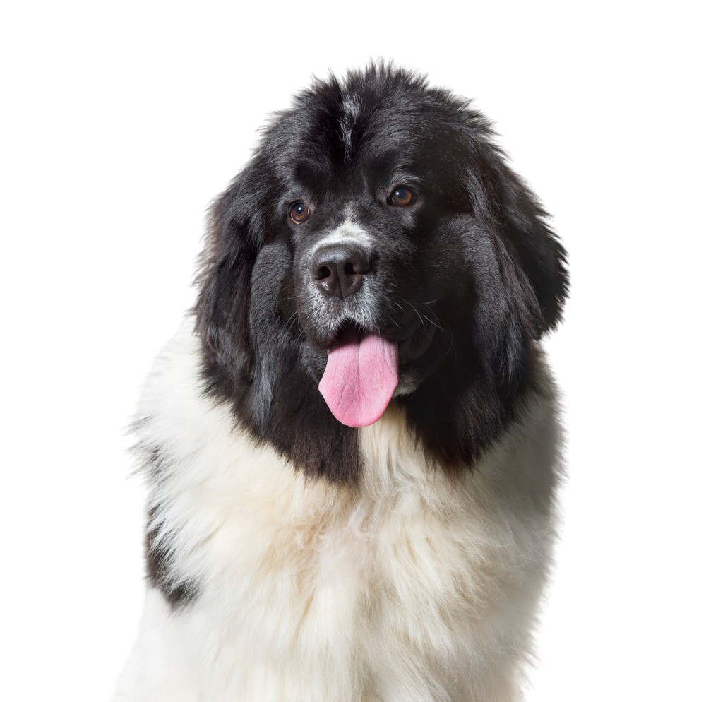 Newfoundland: Character & Ownership - Dog Breed Pictures - dogbible