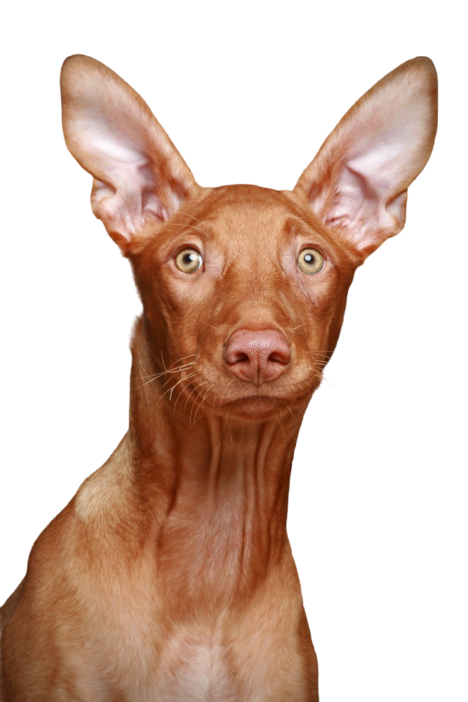 Kelb tal-Fenek: Character & Ownership - Dog Breed Pictures - dogbible