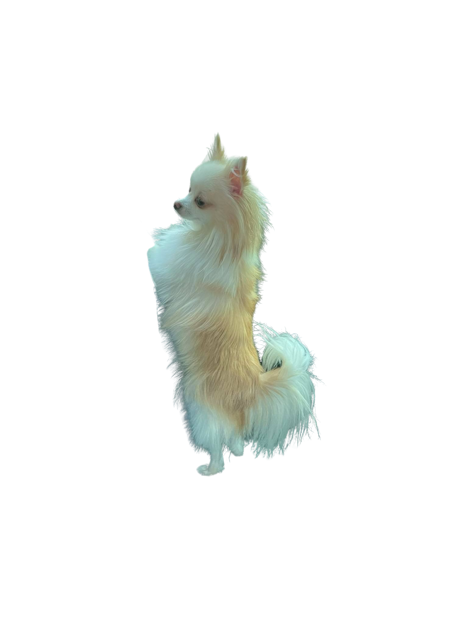 Pomchi: Character & Ownership - Dog Breed Pictures - dogbible
