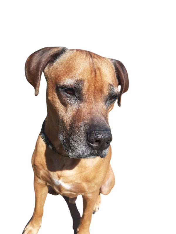 Rhodesian Boxer: Character & Ownership - Dog Breed Pictures - dogbible