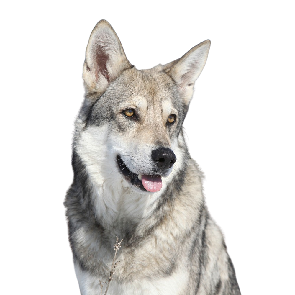 Saarloos Wolfhond: Character & Ownership - Dog Breed Pictures - dogbible