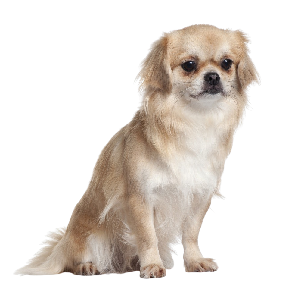 Tibetan spaniel: Character & Ownership - Dog Breed Pictures - dogbible