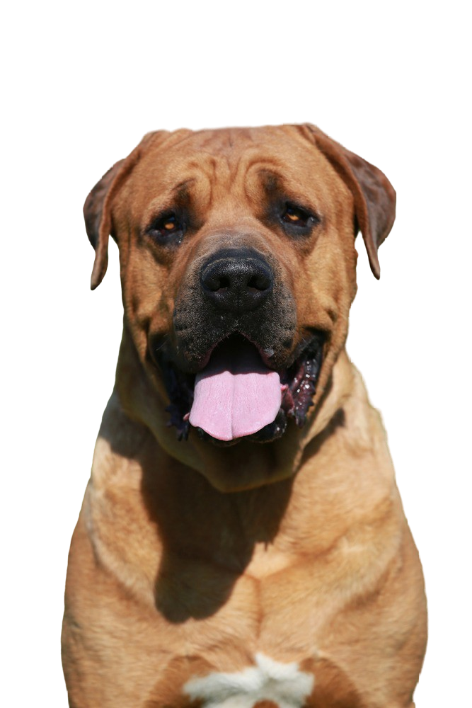 Tosa Inu: Character & Ownership - Dog Breed Pictures - dogbible