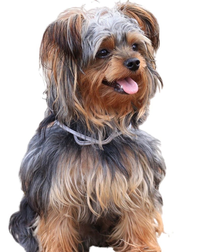 Yorkiepoo: Character & Ownership - Dog Breed Pictures - dogbible