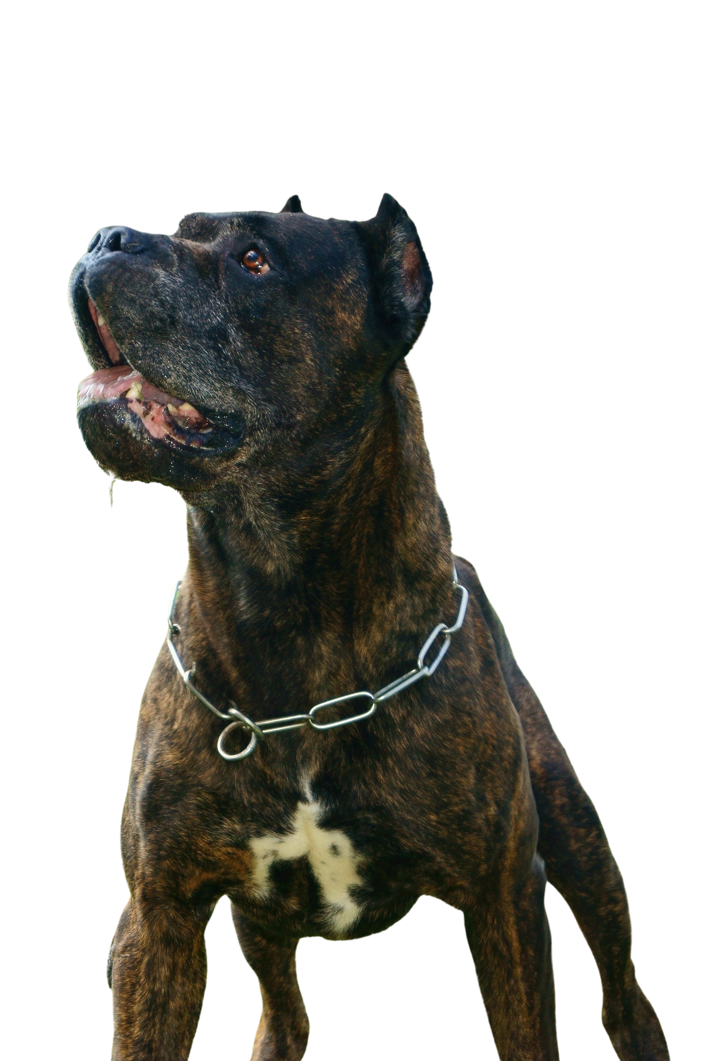 Bandog: Carácter y Actitud - Fotos de Razas de Perros - dogbible
