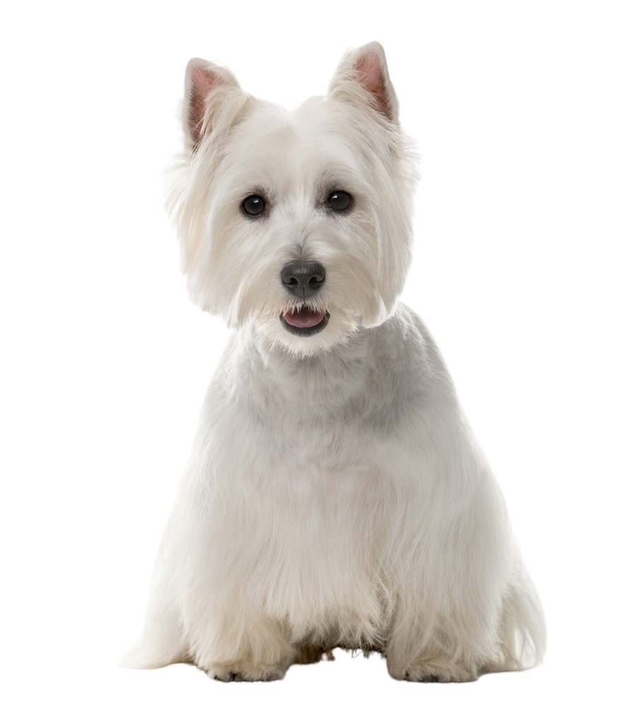 West Highland White Terrier: Carácter y Actitud - Fotos de Razas de ...