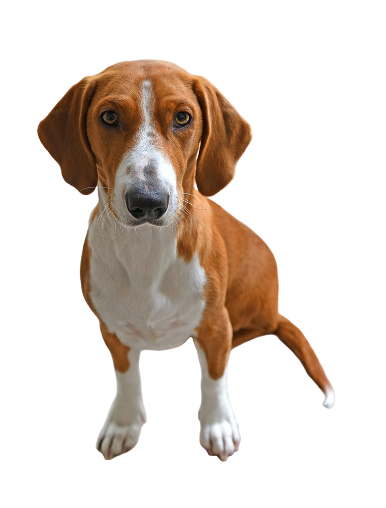 Perro tejonero sueco: Carácter y Actitud - Fotos de Razas de Perros ...