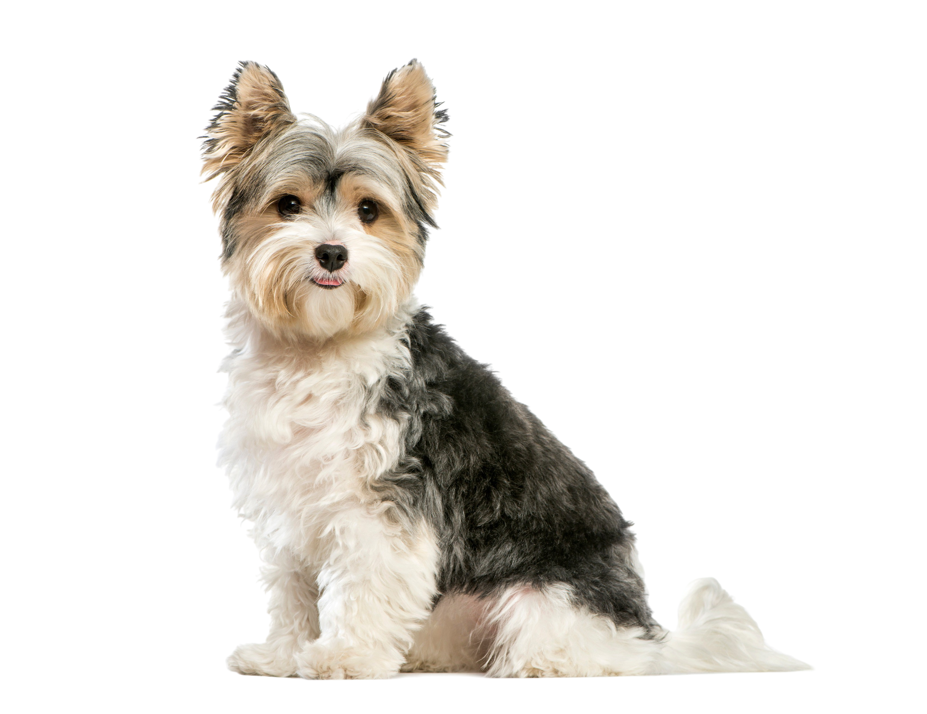 Biewer Terrier: Carácter y Actitud - Fotos de Razas de Perros - dogbible