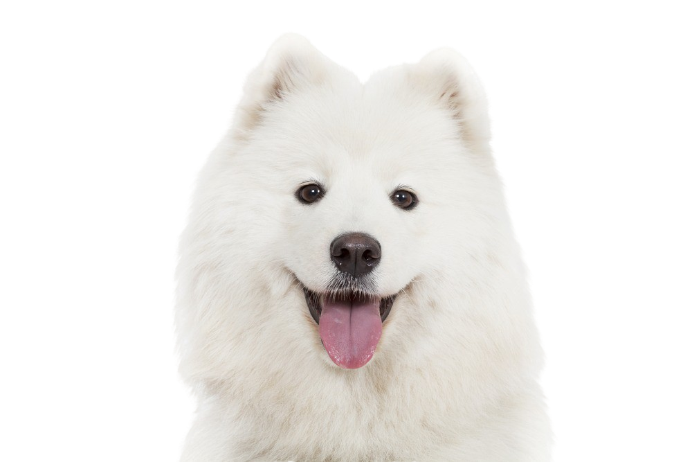 Samoyedo: Carácter y Actitud - Fotos de Razas de Perros - dogbible