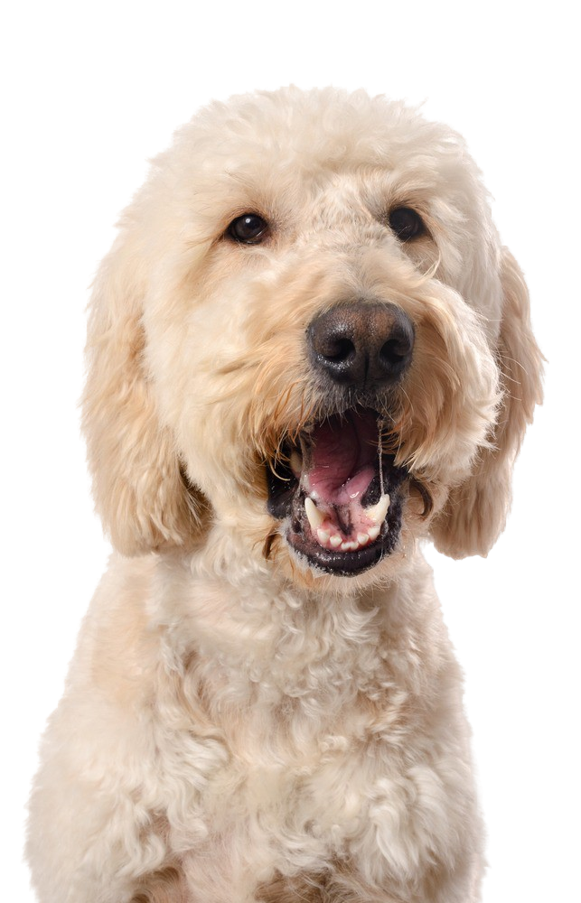 Goldendoodle: Carácter y Actitud - Fotos de Razas de Perros - dogbible