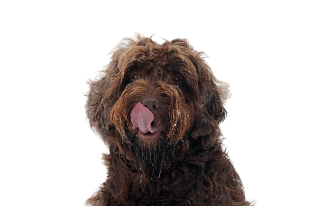 Pudelpointer: Carácter y Actitud - Fotos de Razas de Perros - dogbible