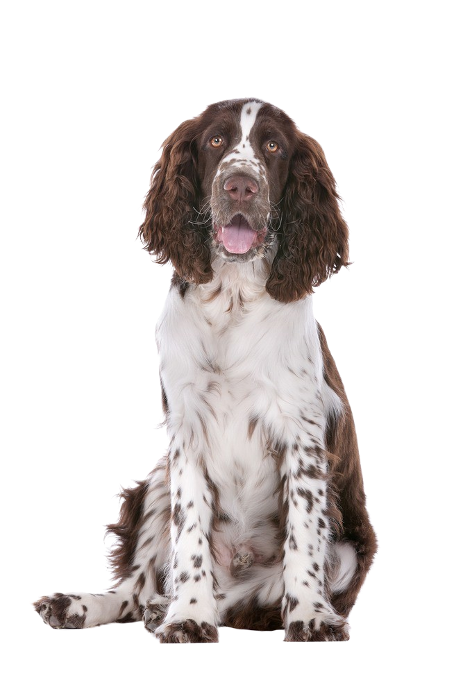 Springer spaniel: Carácter y Actitud - Fotos de Razas de Perros - dogbible