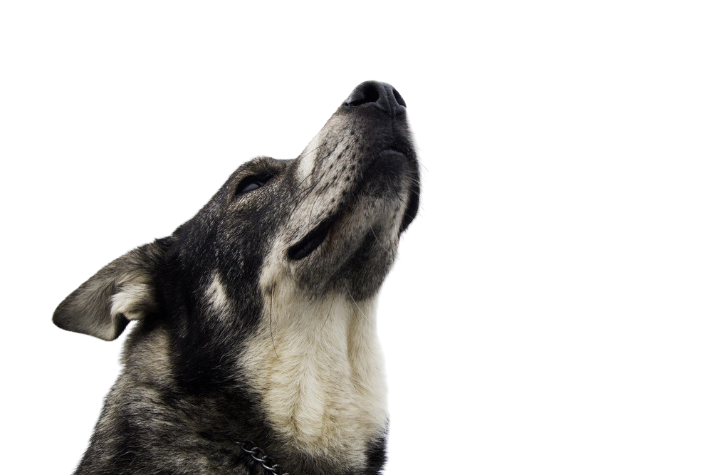Perro cazador de alces sueco: Carácter y Actitud - Fotos de Razas de ...