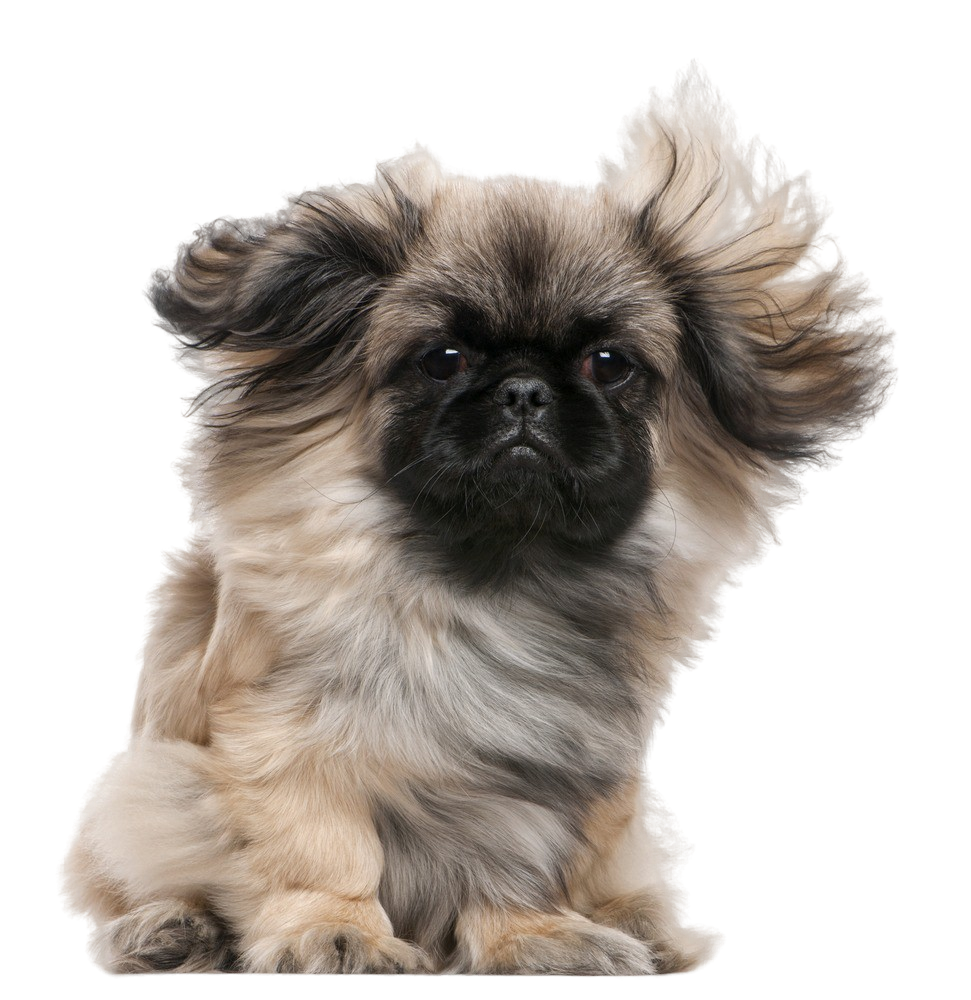 Pekinés: Carácter y Actitud - Fotos de Razas de Perros - dogbible