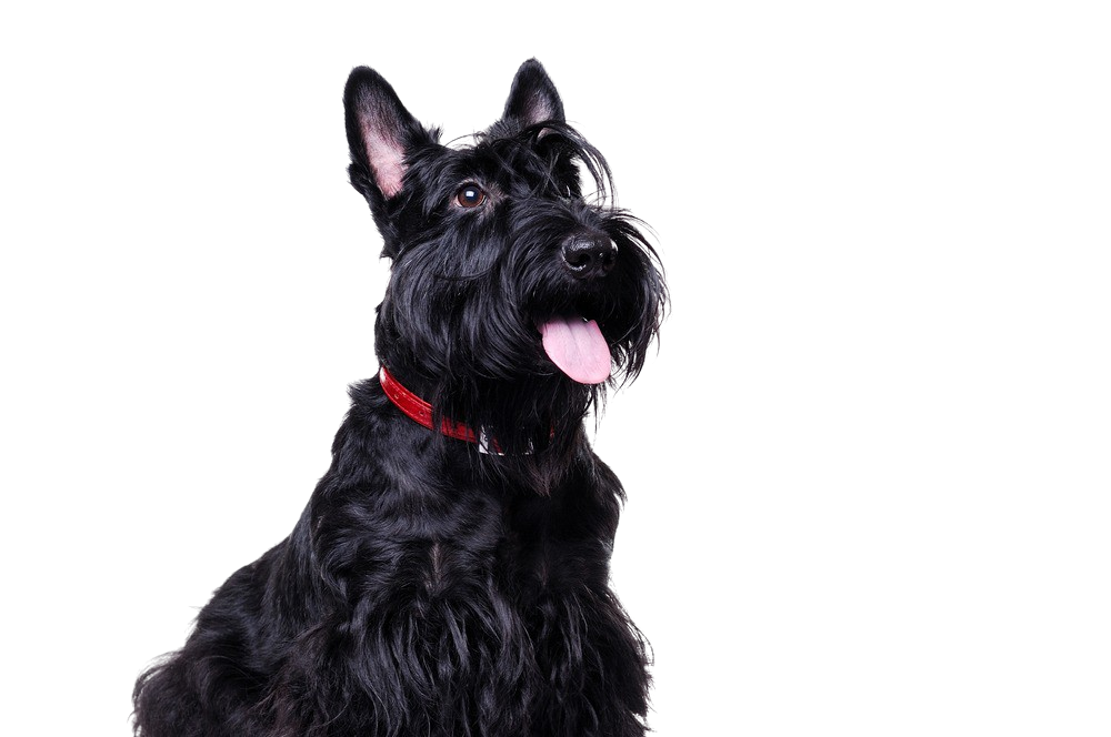 Scottish Terrier: Carácter y Actitud - Fotos de Razas de Perros - dogbible