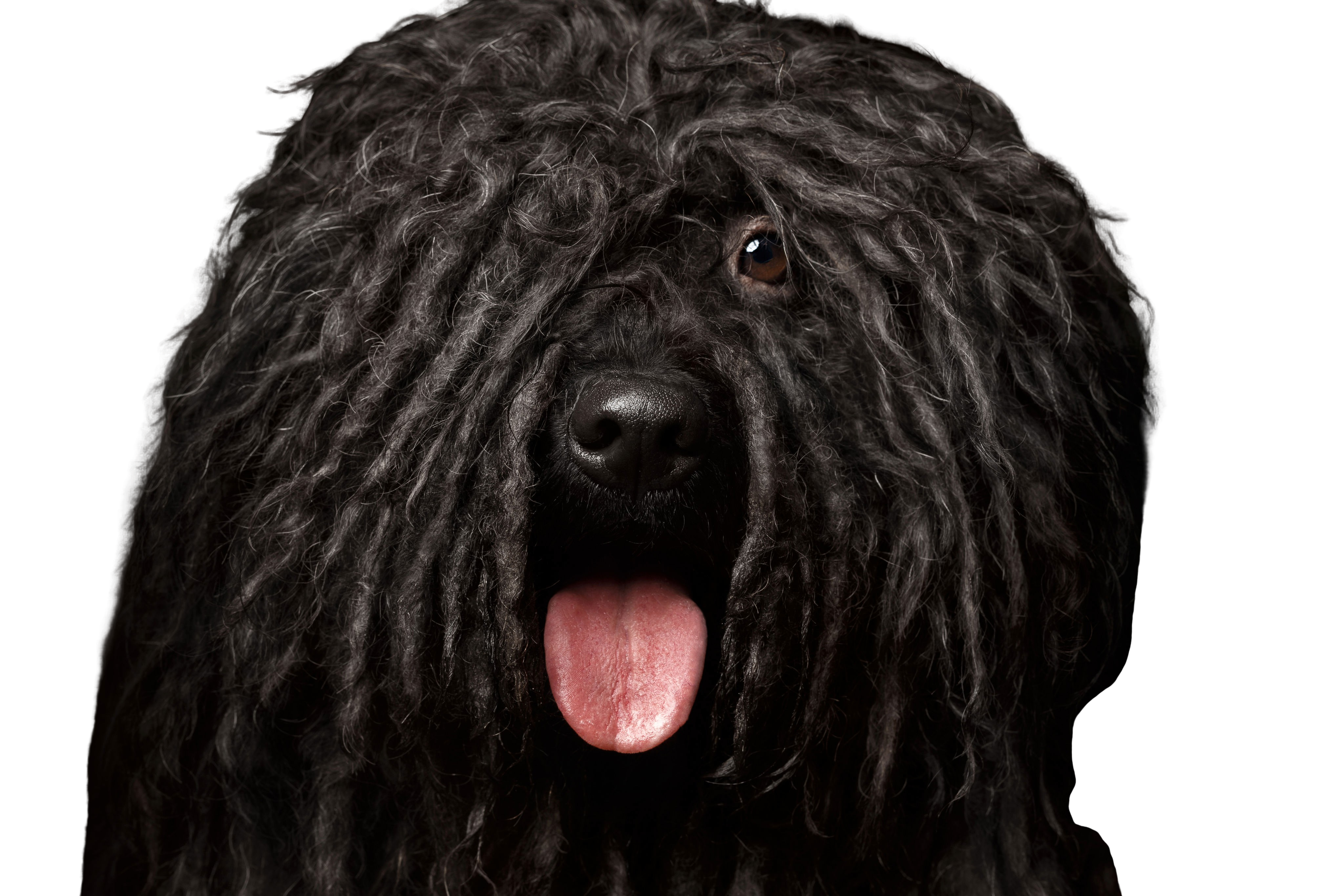 Puli: Carácter y Actitud - Fotos de Razas de Perros - dogbible