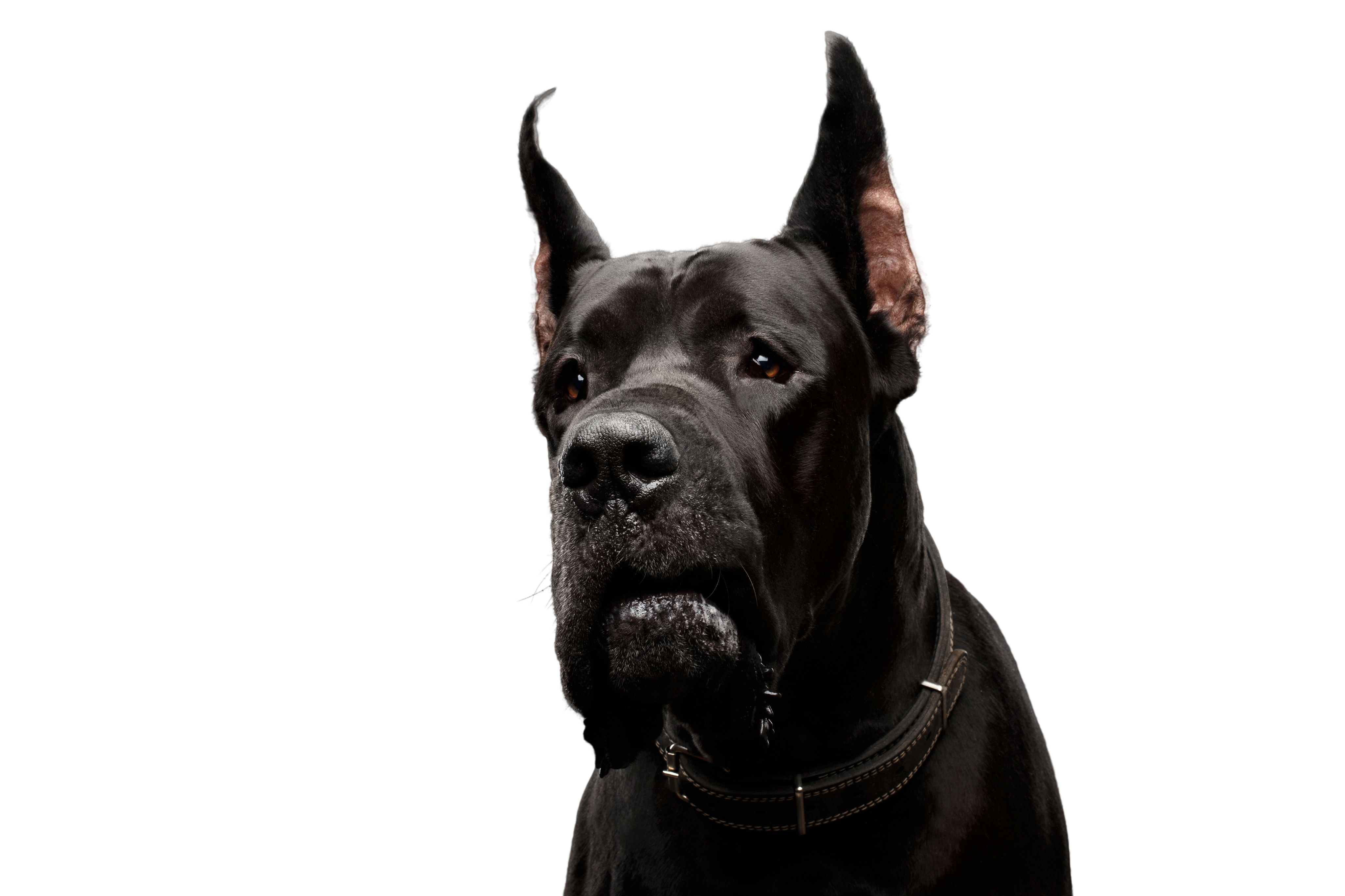 Dogue Allemand: Caractère & attitude - Races de chiens images - dogbible